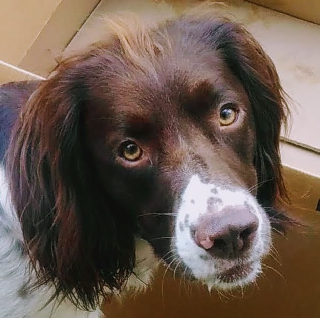 TOPSY PAGE is fundraising for Spaniel Aid UK TOPSY PAGE is fundraising for Spaniel Aid UK
