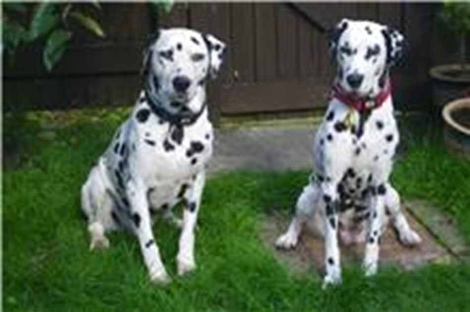 Adam Jebson is fundraising for Yorkshire Cancer Research