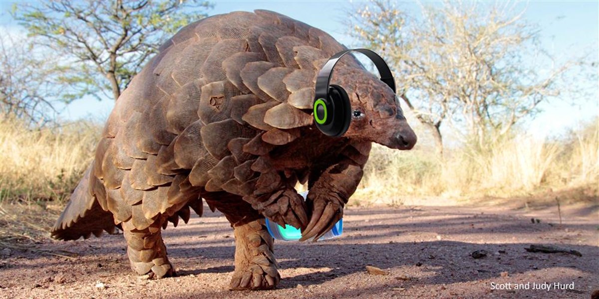 Voice Quills is fundraising for Rhino Rescue UK