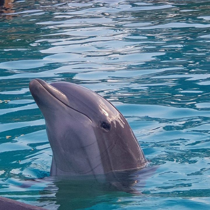 Michael and Benjamin Hirschfield is fundraising for ZAKA