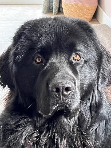 Debbie Gardiner is fundraising for Battersea