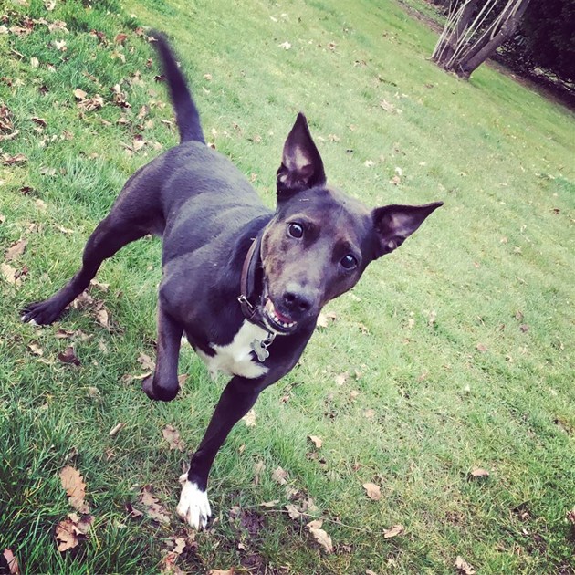 Binaa Edwards Is Fundraising For Battersea