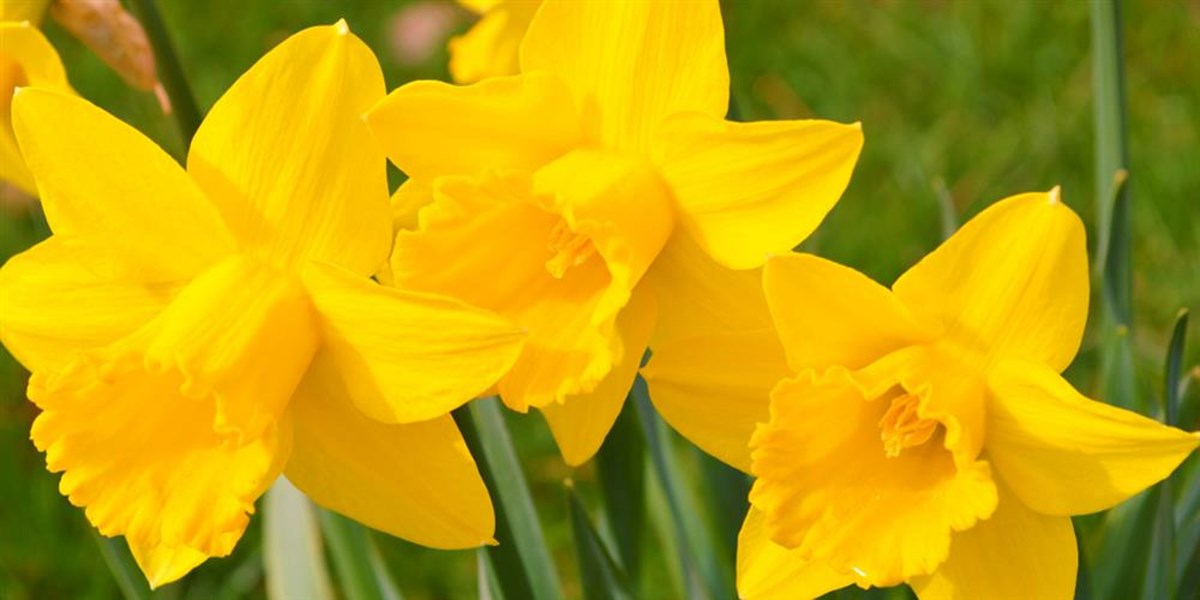 The Coull Family is fundraising for PROSTATE CANCER UK