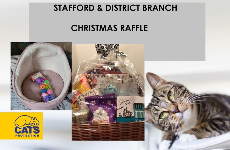 Stafford & District Cats Protection Branch is fundraising for Cats ...