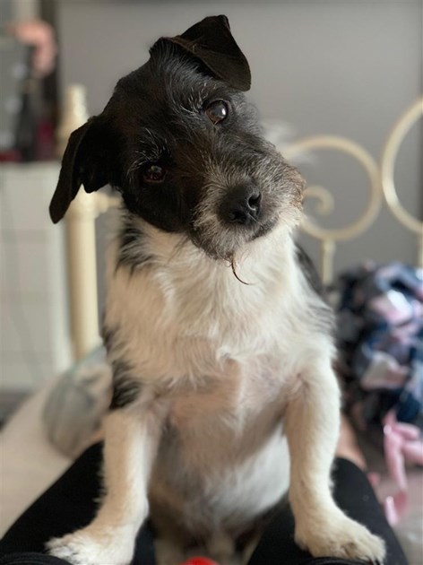 gavin tyrrell is fundraising for Together for Animals