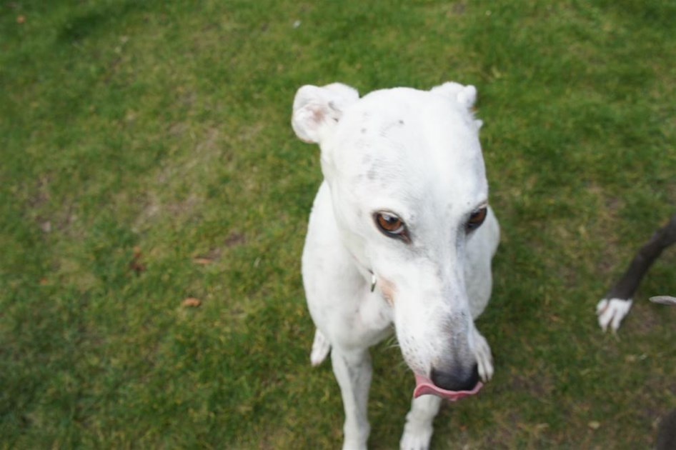 Alison Vincent is fundraising for Aspire