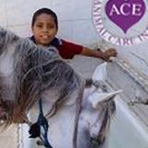 Helen Collins is fundraising for ACE (Animal Care in Egypt)