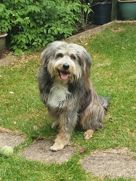 Susan Boorman is fundraising for All Creatures Great and Small Animal ...
