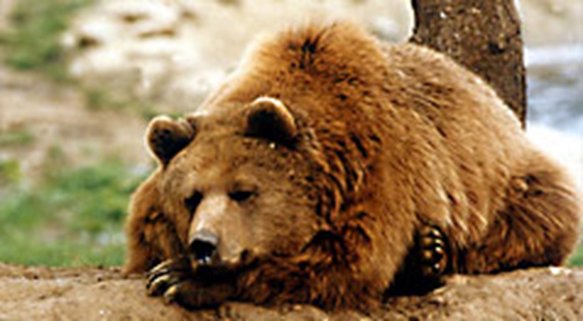 Ruth Robins is fundraising for World Animal Protection