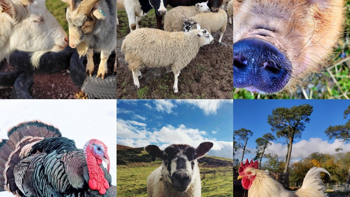 Celine toulouze is fundraising for Ananda Animal Sanctuary