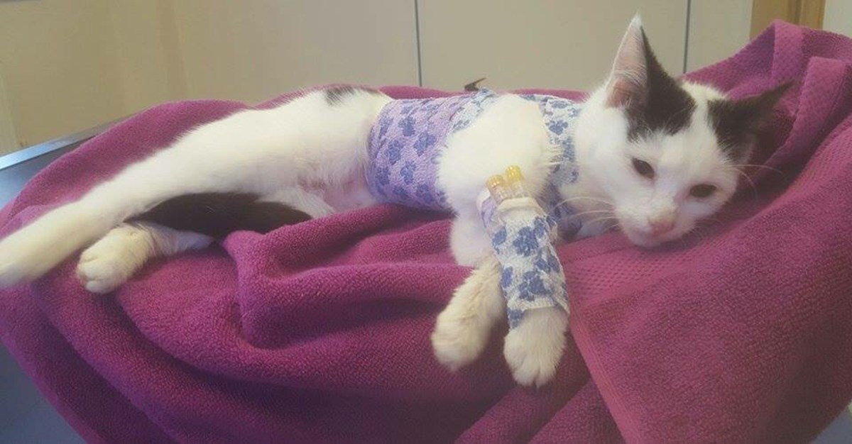Gwent CatsProtection is fundraising for Cats Protection