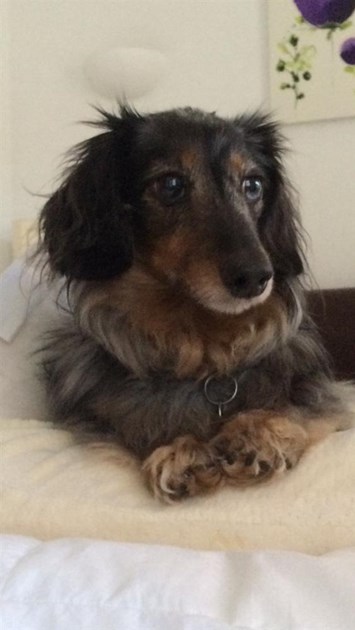 Susan Higgs is fundraising for Guide Dogs