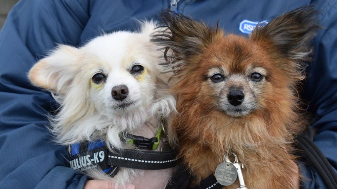 RSPCA West Hatch Animal Centre - JustGiving