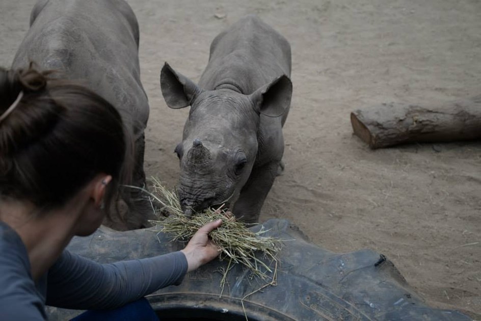 Alice Badger is fundraising for Save the Rhino International
