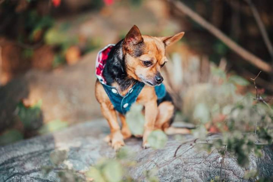 Carolyn Pope is fundraising for Grateful Rescue & Sanctuary