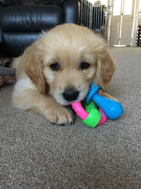 Val Sample is fundraising for Guide Dogs