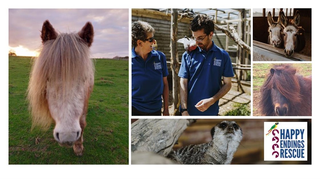 Alison Body is fundraising for Happy Endings Rescue