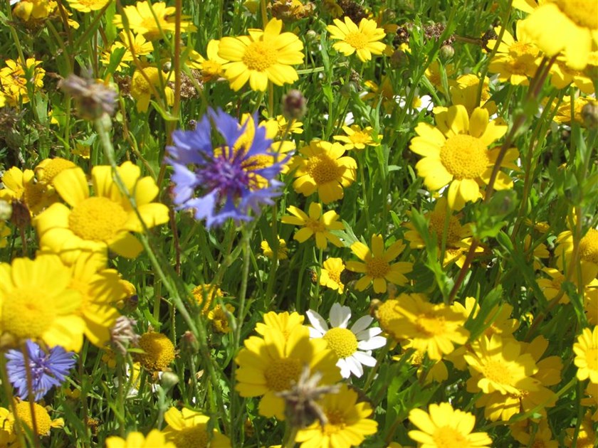 Claire Button is fundraising for North Devon Hospice