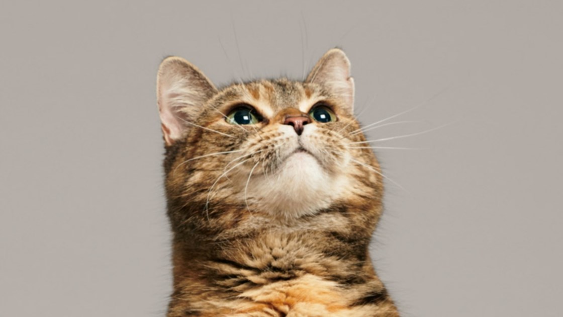 Marvin Hui is fundraising for Battersea