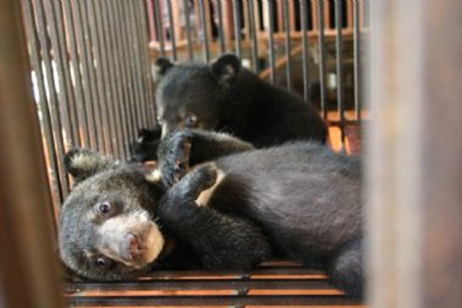 Angela Tubb is fundraising for World Animal Protection