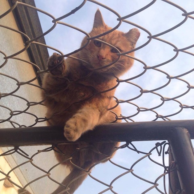 Gary The Cat is fundraising for Nowzad