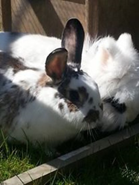Gemma Cole is fundraising for Rabbit Welfare Fund