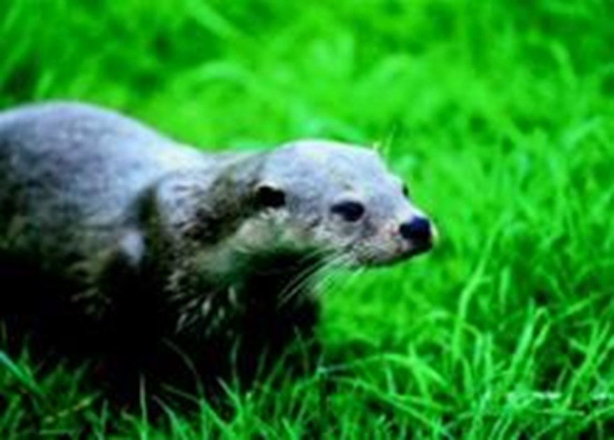 AMY NOWELL is fundraising for SHEFFIELD WILDLIFE TRUST